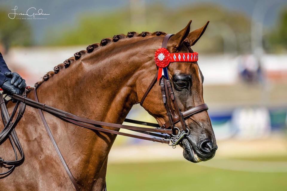 PED Bits - The Evolutionary Comfort Horse Bits by Nicole Graham